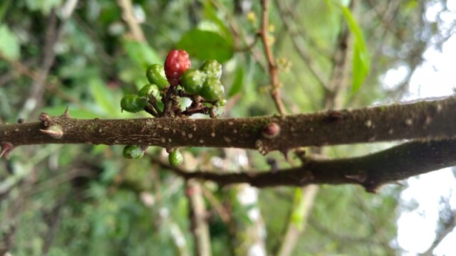 Andaliman, Merica Batak Yang Mendunia - KanalDesa.com